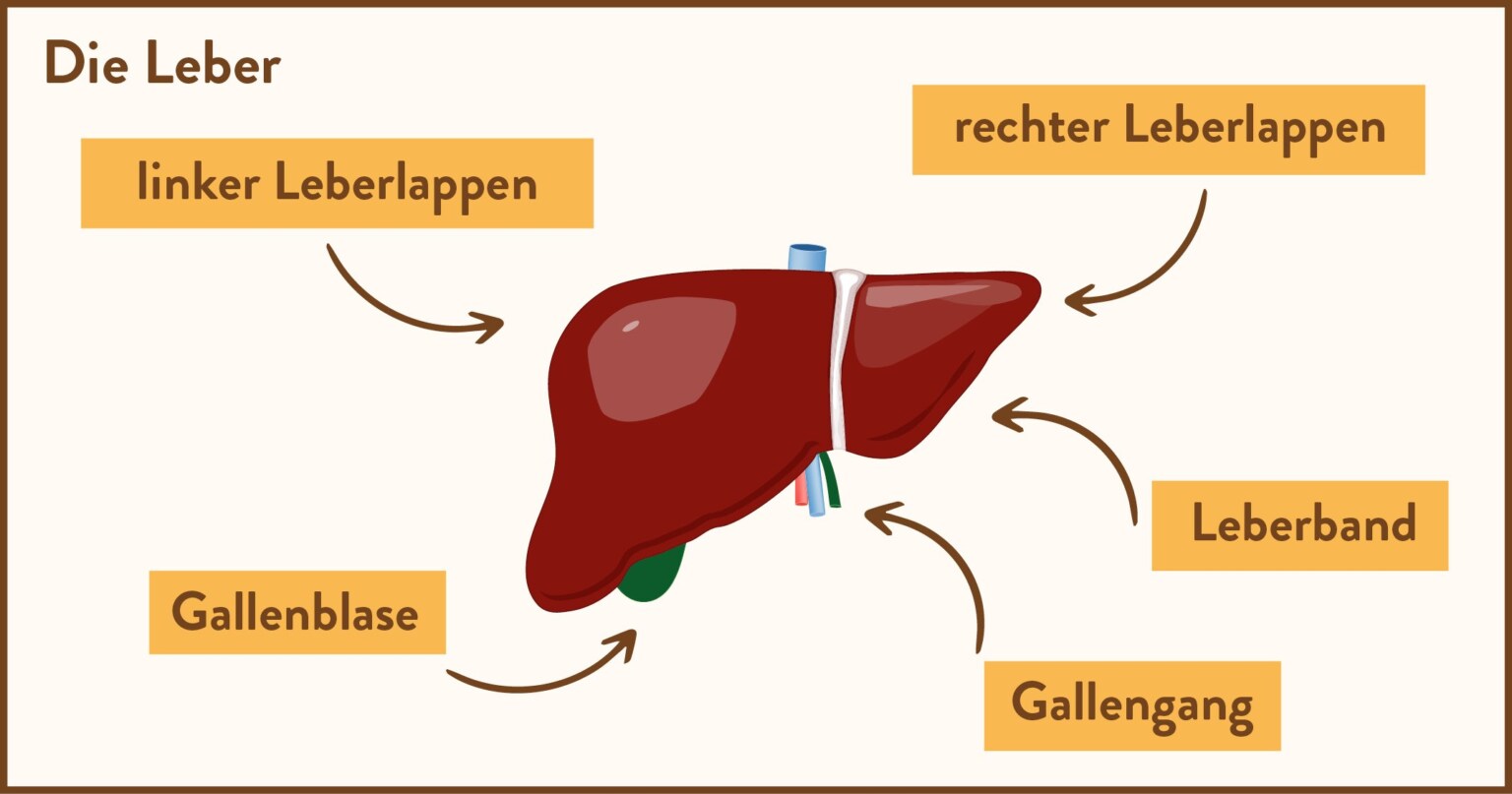 Die Funktionen der Leber - LeberGesundheit.org
