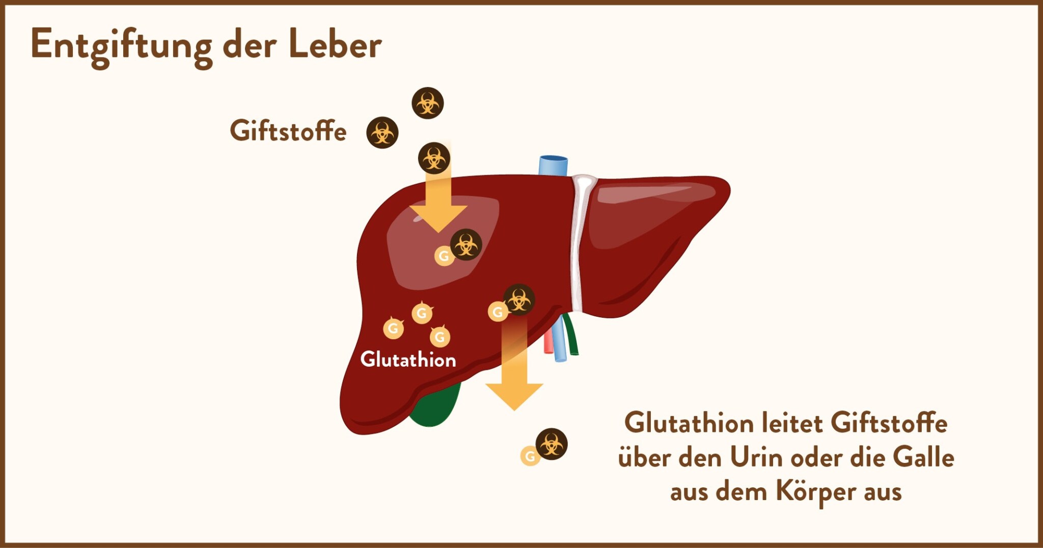 Die Funktionen der Leber - LeberGesundheit.org